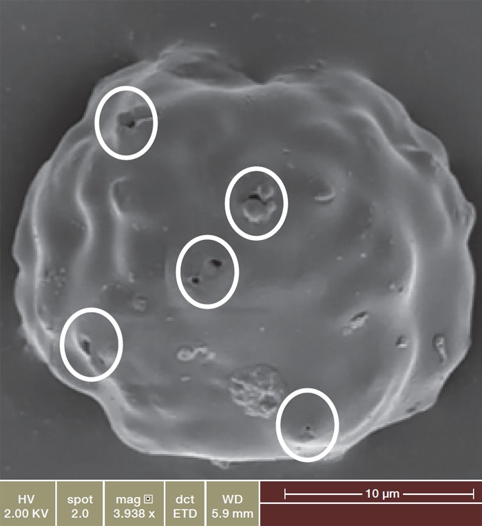 PLGA Microspheres: The Art of the Science | Pharma Manufacturing