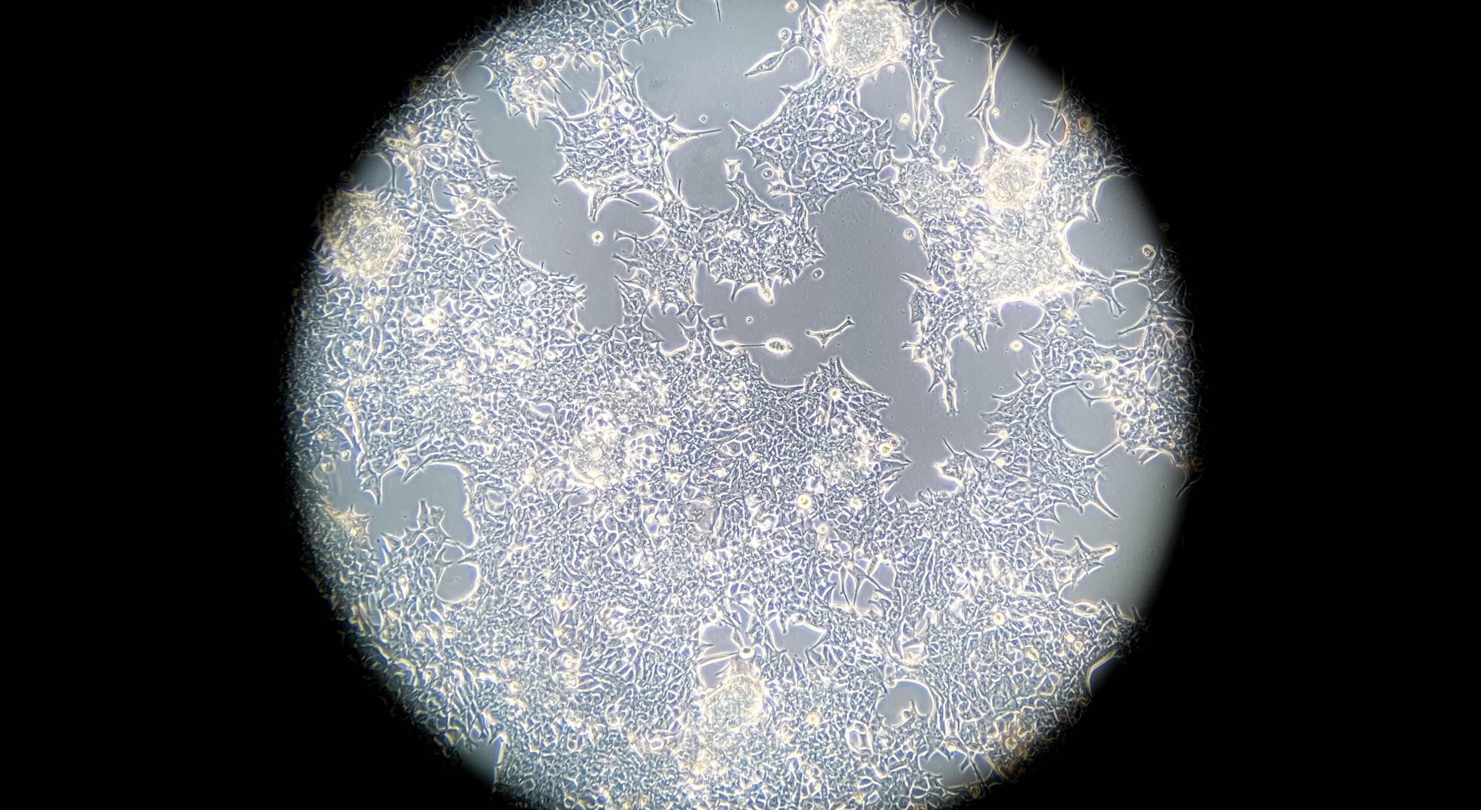 Screening for residual DNA contamination | Pharma Manufacturing